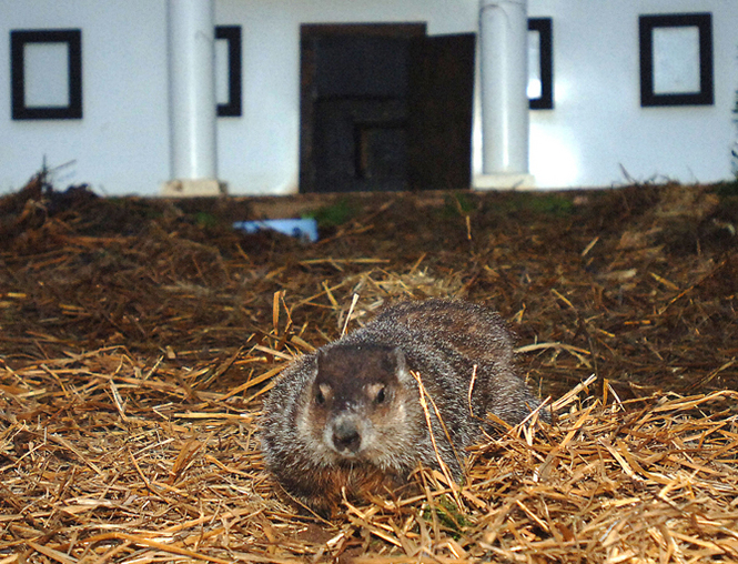 Georgia Groundhog Made Correct Prediction, Has Not Been Sued – WABE