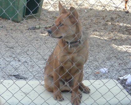 PAWS Atlanta – WABE