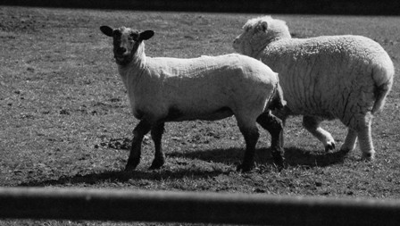 Sheep Shearer – WABE