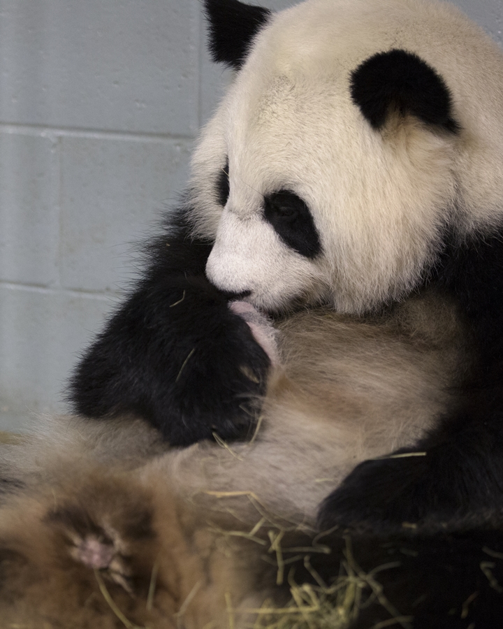 Panda Cubs at Zoo Atlanta – WABE