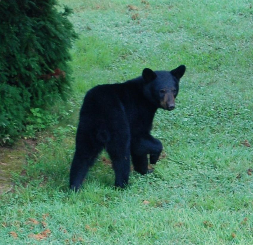 Georgia Bear Population Increasing, Adapting “Too Well” – WABE