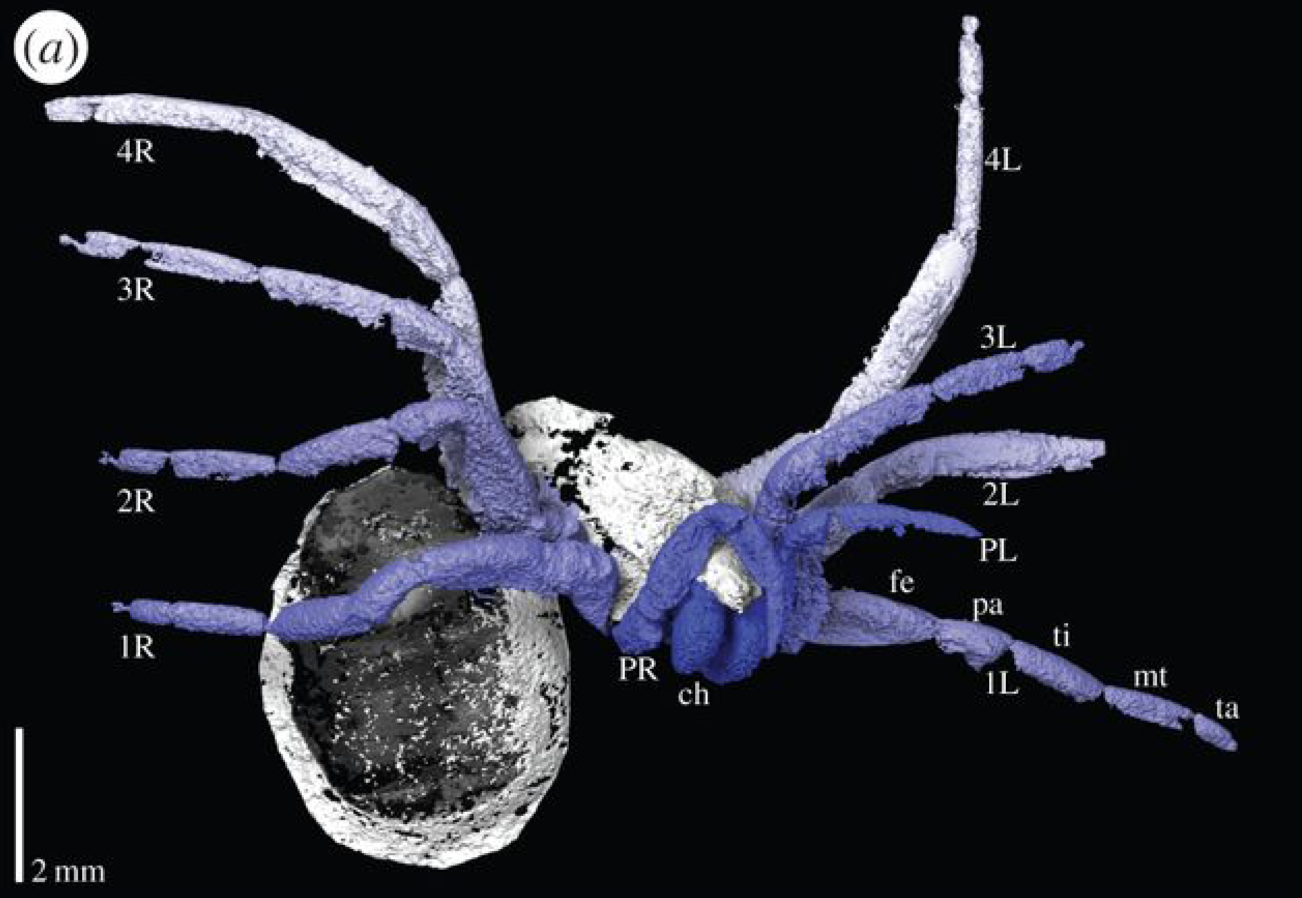 305 Million-Year-Old Fossil A Glimpse Into The Origins Of Spiders – WABE