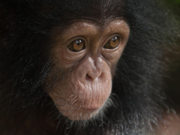 Do Animals Have Culture? – WABE