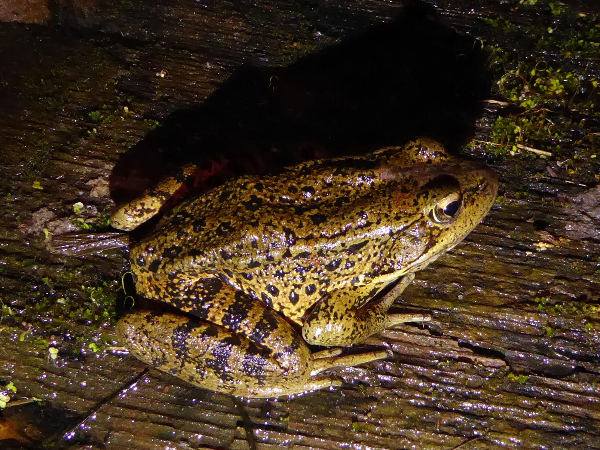 Using Algorithms To Catch The Sounds Of Endangered Frogs – WABE
