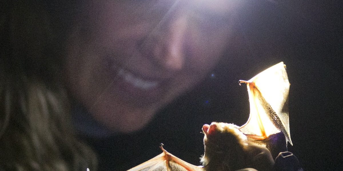 Georgia Team To Test Treatment For Bat-Killing Fungus – WABE