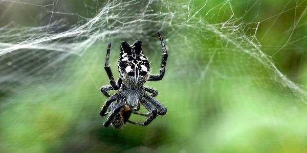 She’s A Man-Eater, And That’s OK With Male Orb-Weaving Spiders – WABE