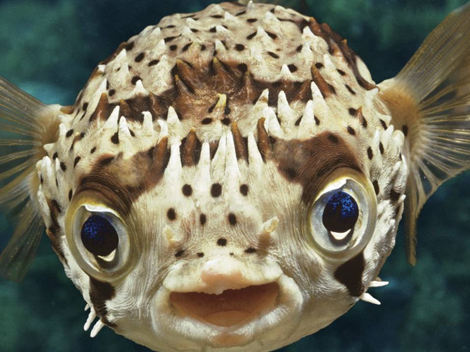 Fish Have Feelings, Too: The Inner Lives Of Our ‘Underwater Cousins’ – WABE