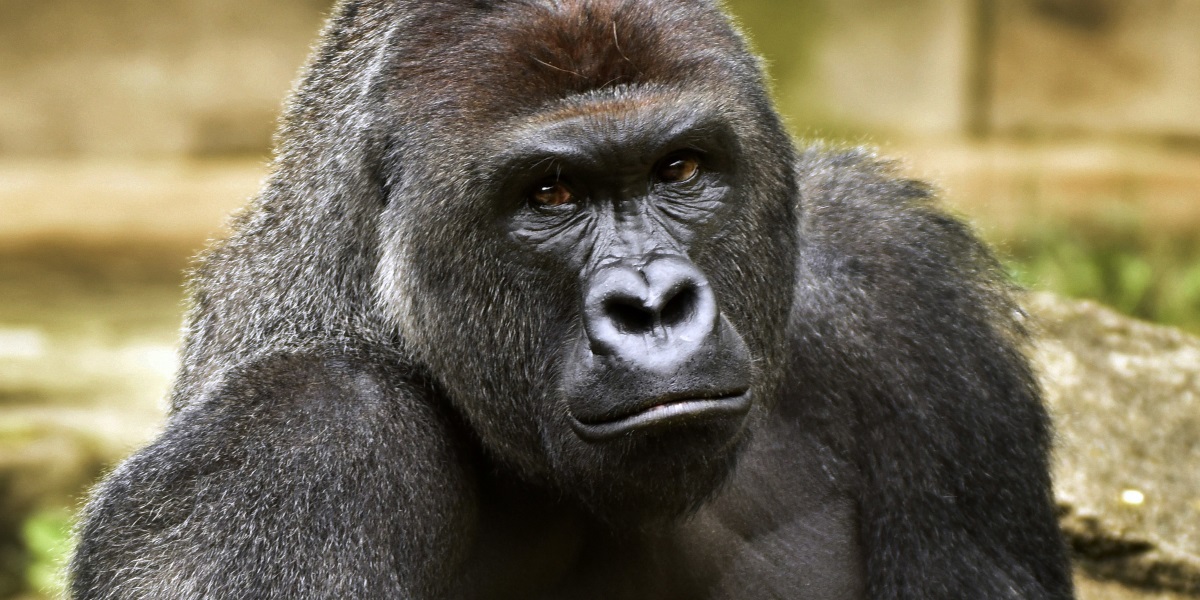 Zoo Dangerous-Animal Squads Arm For Weighty Responsibility – WABE