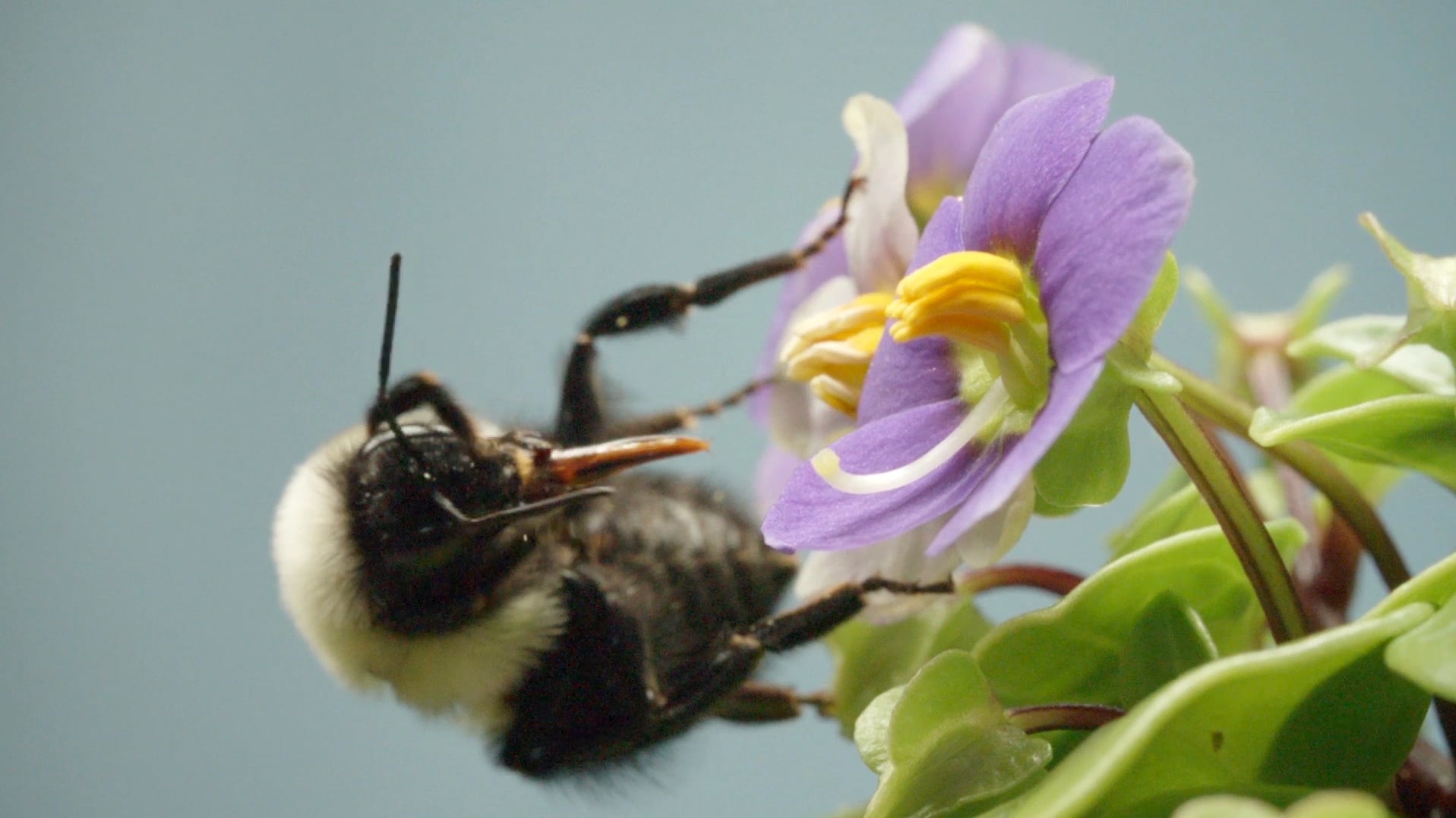 WATCH: The Secret Buzz Only Bumblebees Know To Unlock Our Favorite ...