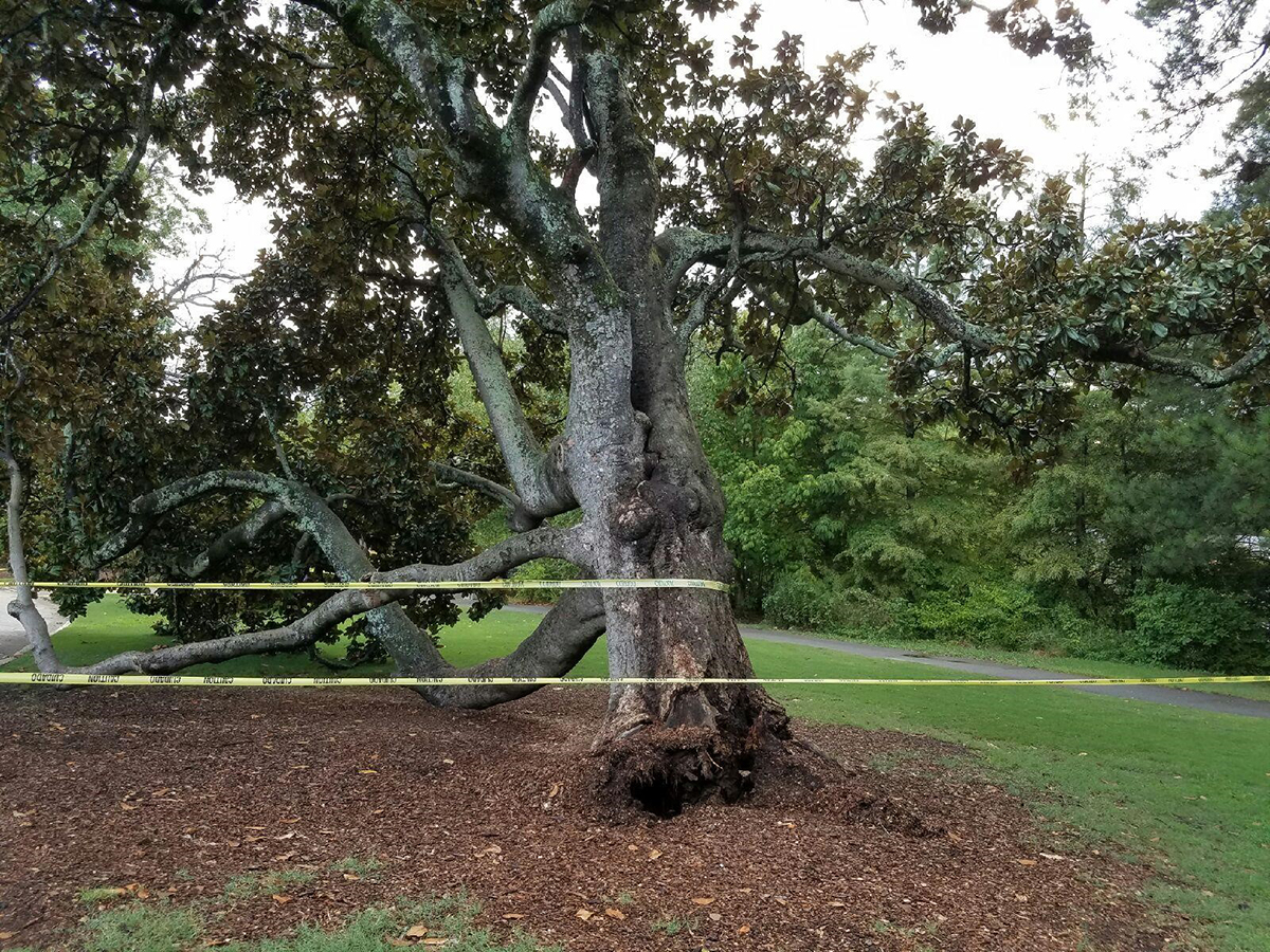 Commentary: The Great Loss Of Piedmont Park’s Magnolia Tree – WABE