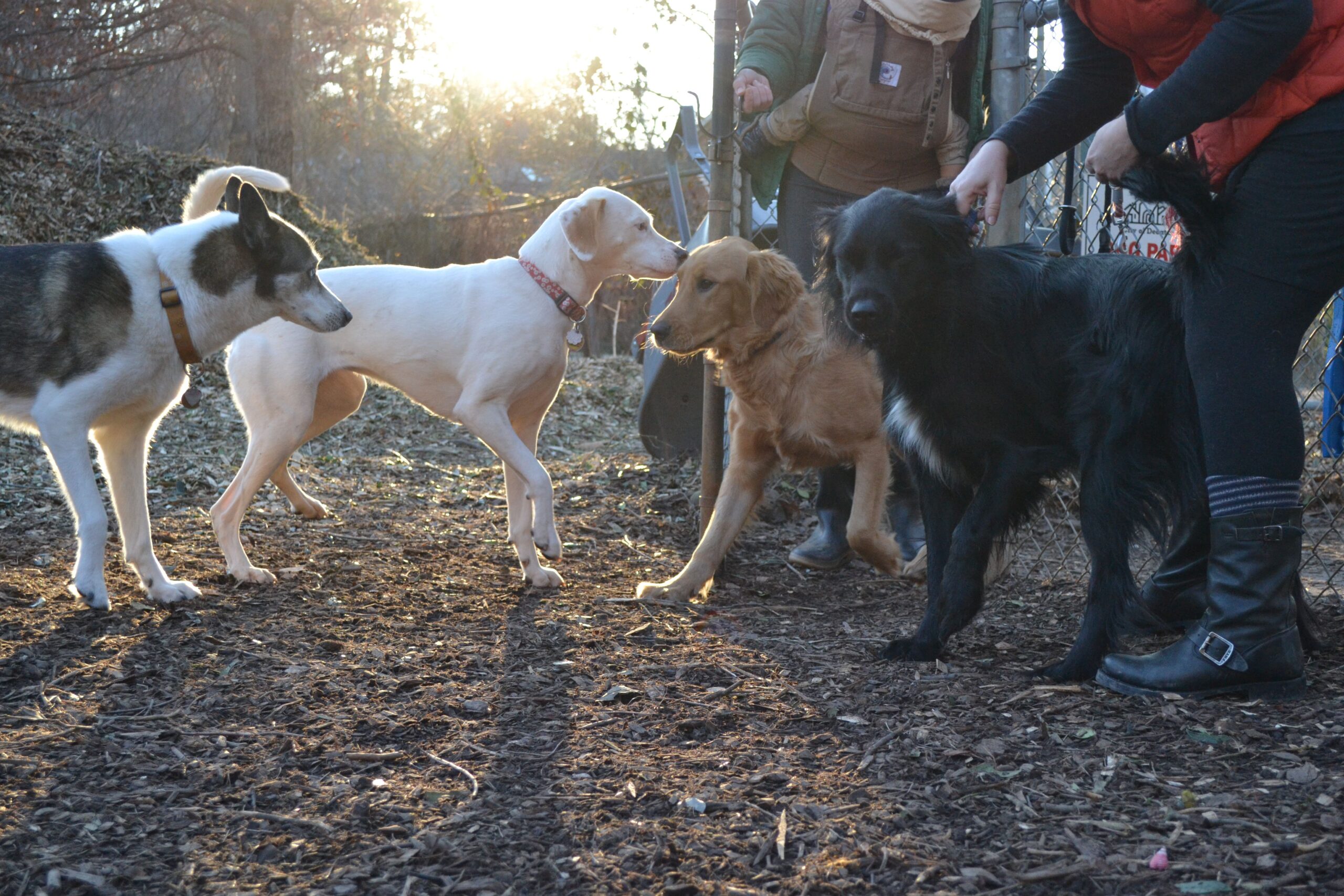 MAP: Atlanta Dog Parks That Will Please Your Pup – WABE