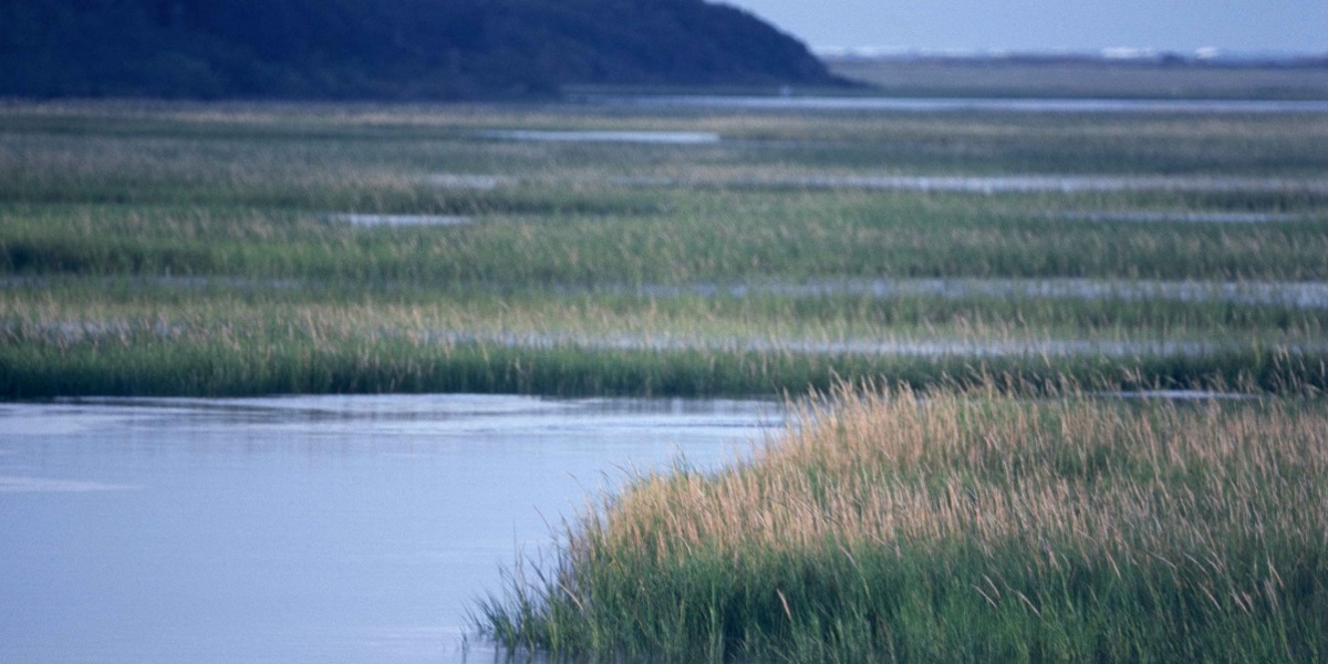 Study: Health Of Georgia’s Salt Marsh In Decline – WABE