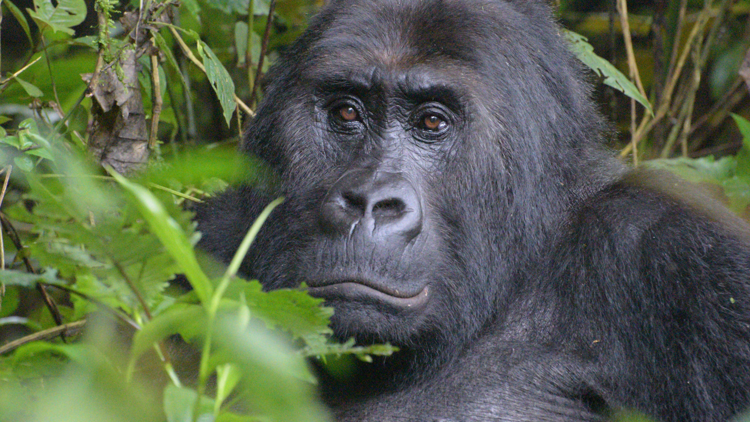 World’s Largest Ape Listed As Critically Endangered; Pandas Upgraded To ...
