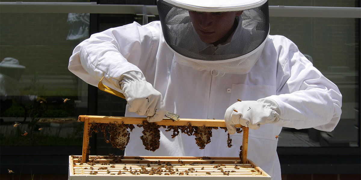 Ga. Tech Honey Bee Algorithm Wins Golden Goose Award – WABE