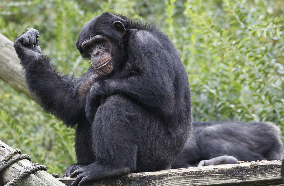 Animal Rights Groups Lose Lawsuit Over Yerkes Chimp Transfer – WABE