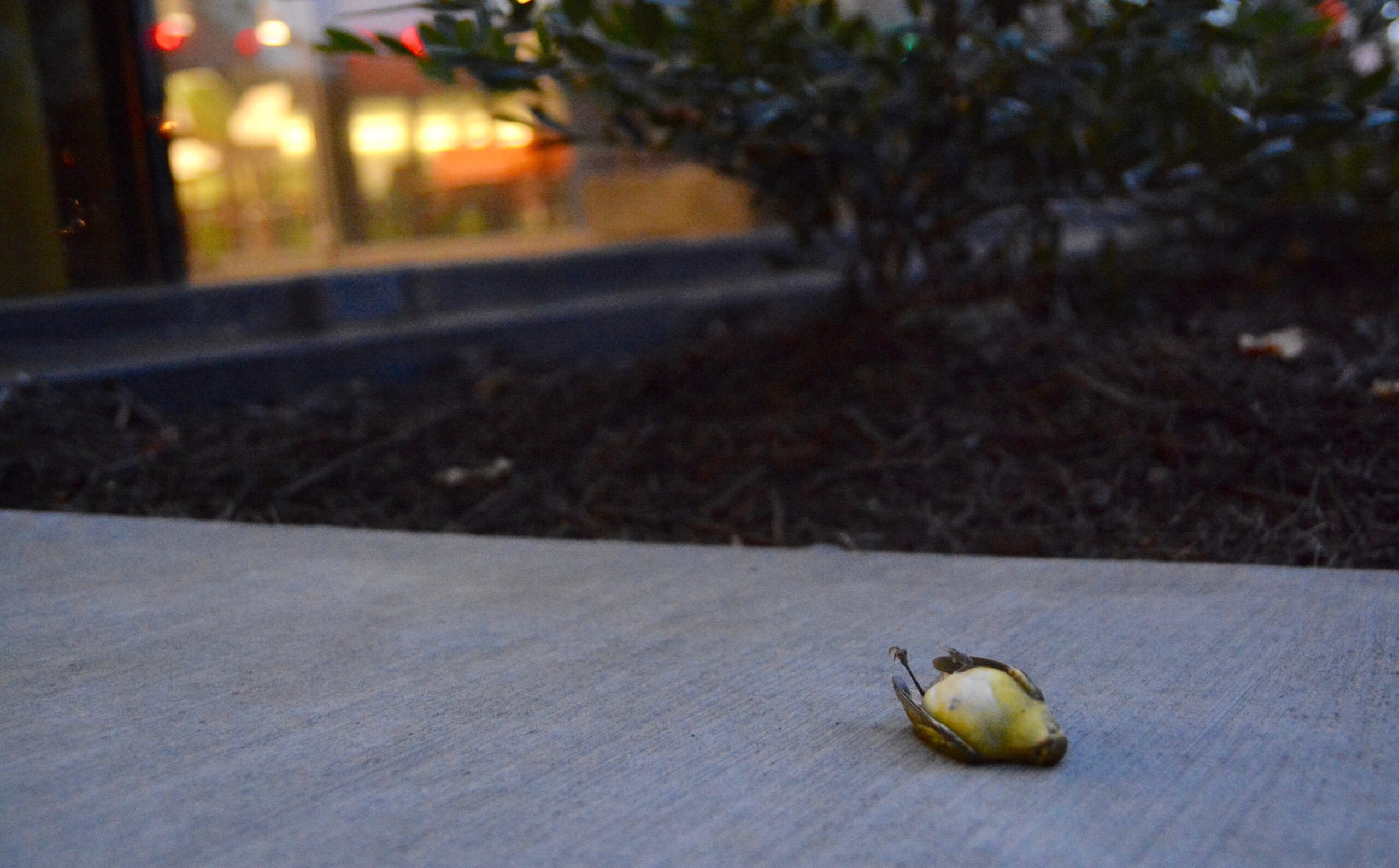 Atlanta Project Aims To Prevent Bird, Building Collisions – WABE