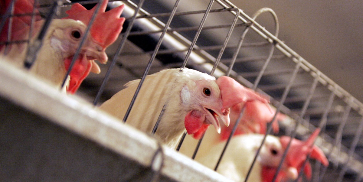 Georgia Changes Process For Determining Chicken Prices – WABE