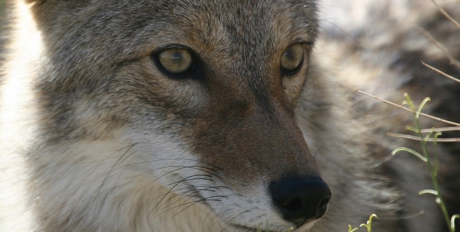 Coyote Sightings Pop Up In Metro Atlanta – WABE