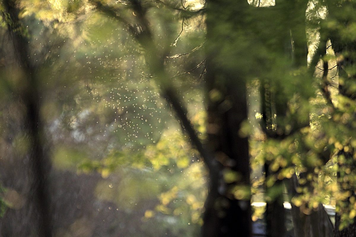 Georgia Braces For Likely Explosion Of Pollen Count – WABE