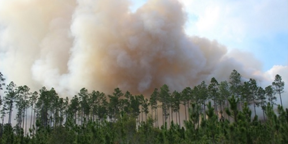 South Georgia Wildfire Could Burn For Months, Officials Say – WABE
