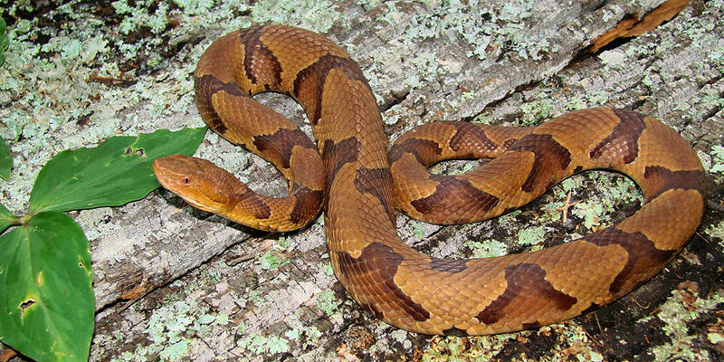 In Ga., Snake Bites Begin Early In 2017; Copperheads A Threat – WABE