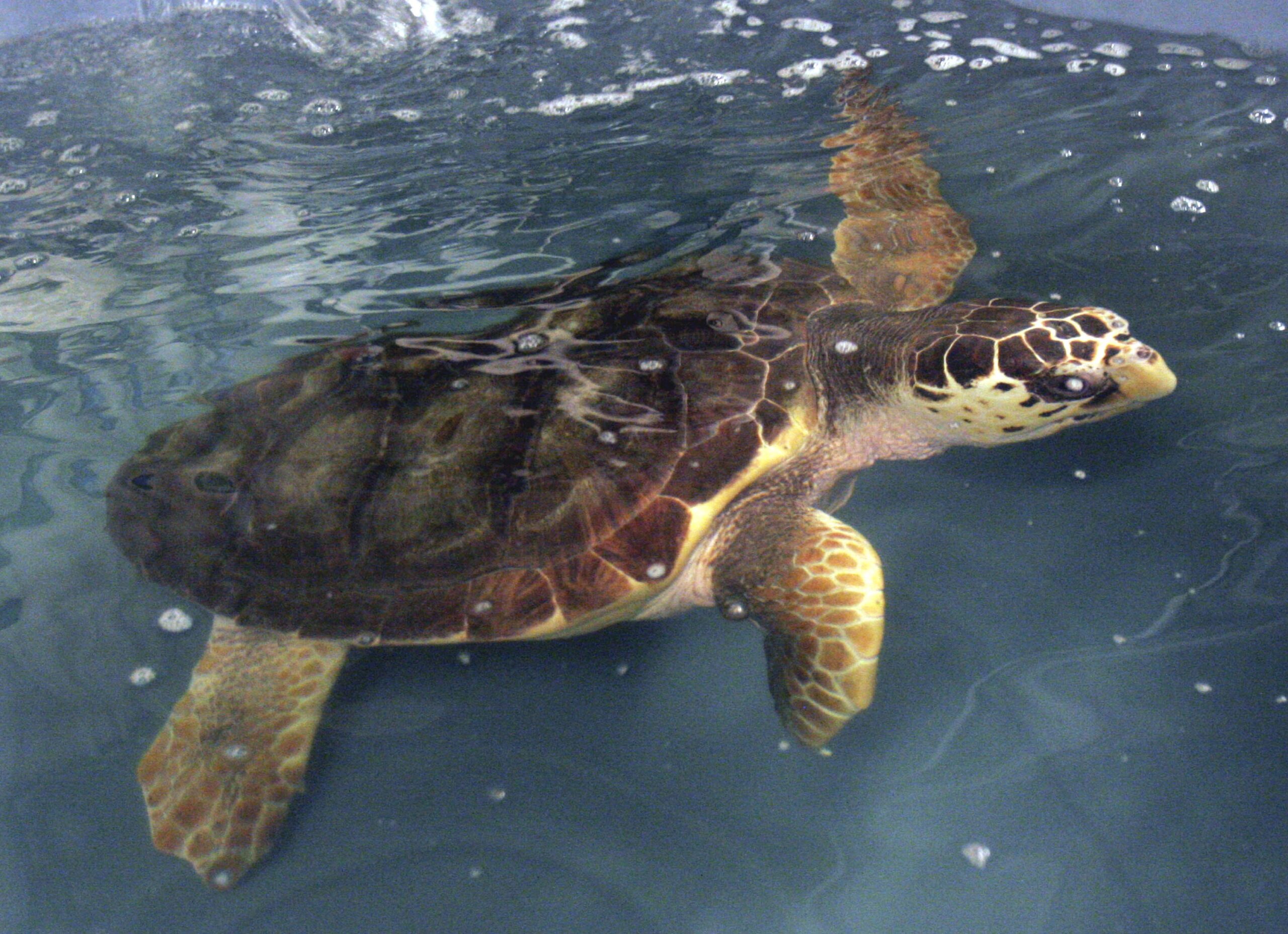 Georgia Sea Turtle Center Celebrates 10th Birthday On Coast – WABE