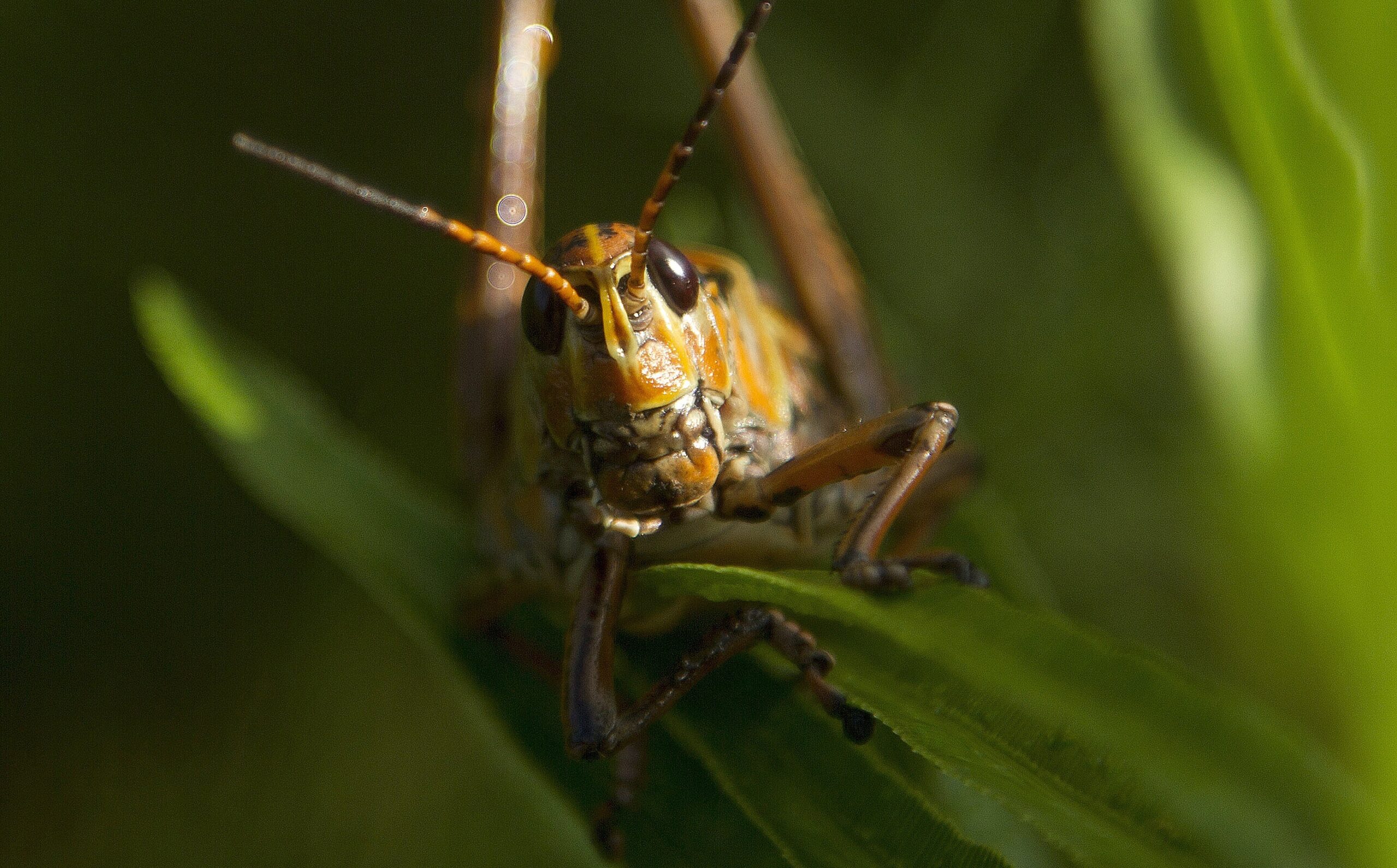 Summer Brings Lubbers That Bug Georgians, Crawl Across Lawns – WABE