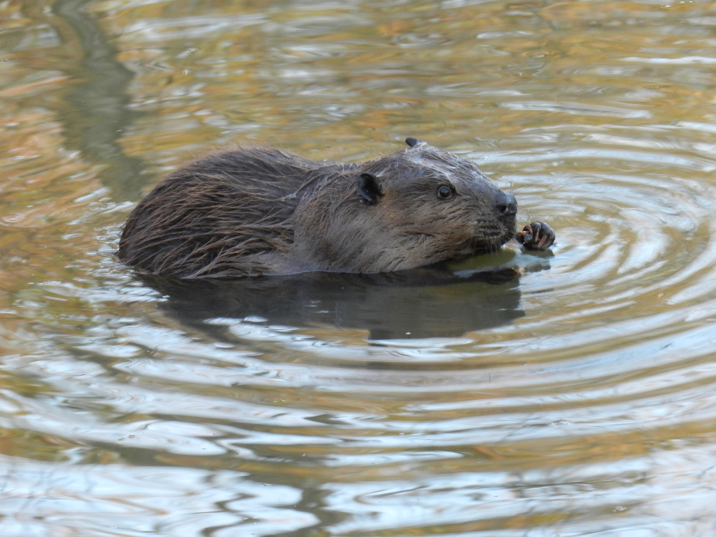 Beavers In Buckhead? Yes, And They Help Restore Nature – WABE