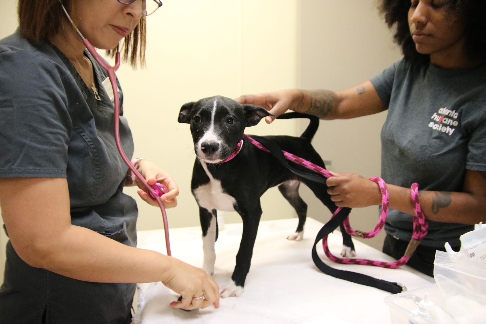 Atlanta Animal Shelters Help In Wake Of Hurricane Harvey – WABE