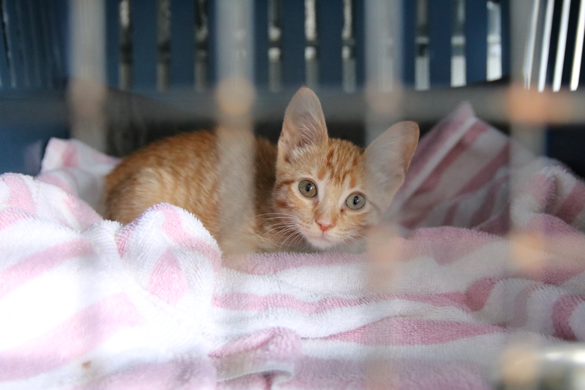 Metro-Atlanta Animal Shelters To House Animals From Florida, Texas – WABE