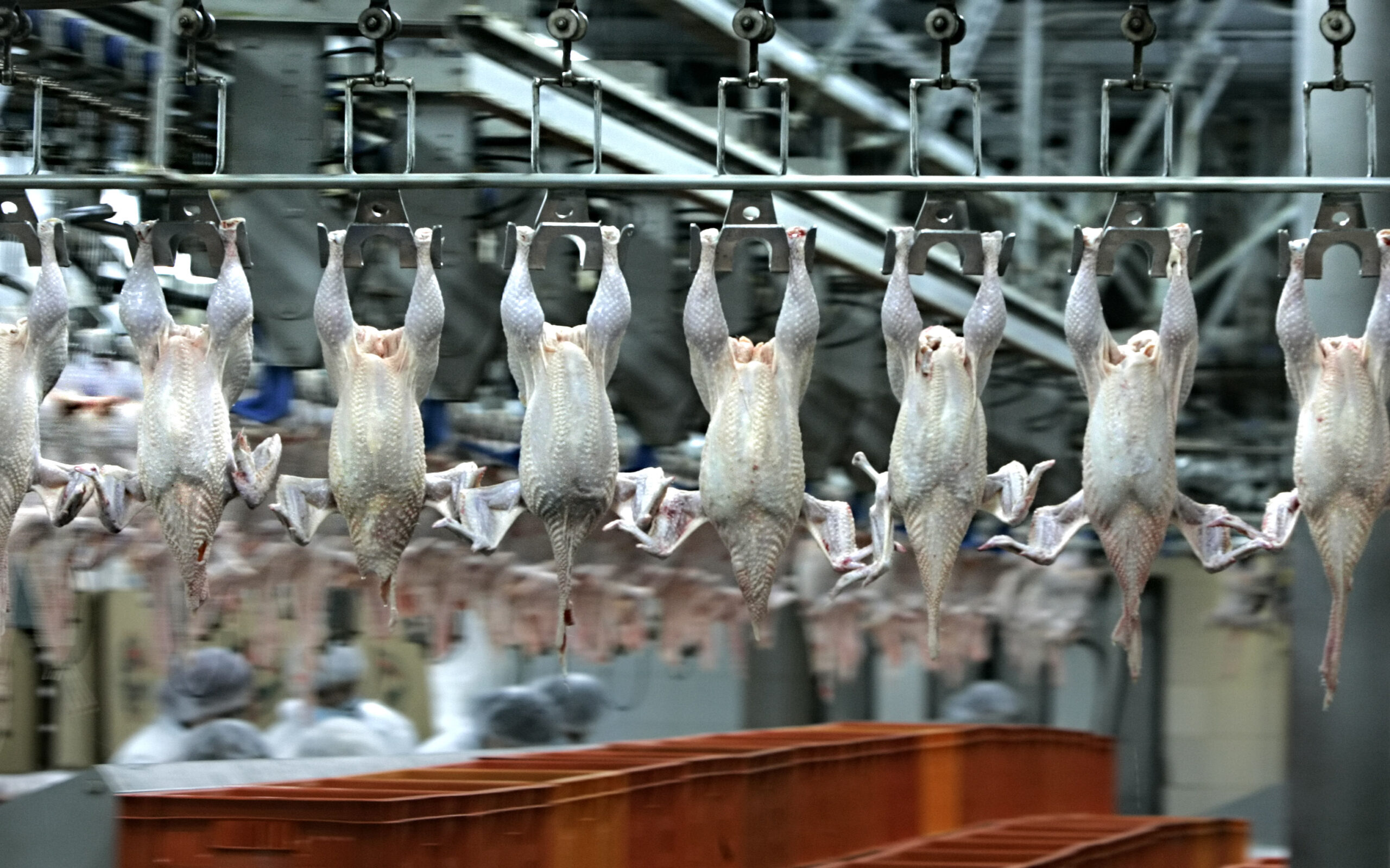 Petition To Increase Poultry Processing Line Speeds Rejected By USDA – WABE