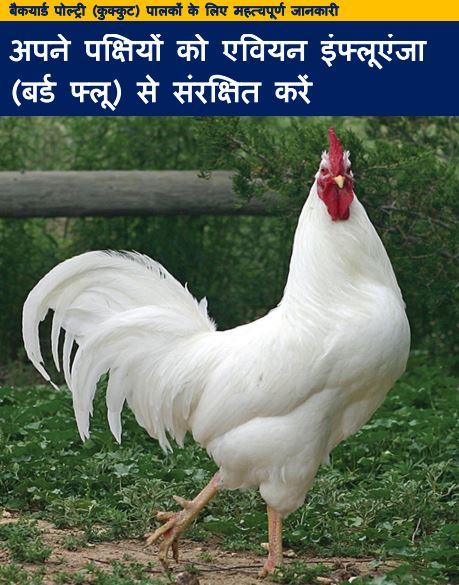 Georgia Launches Campaign To Prevent Avian Flu Outbreak – WABE