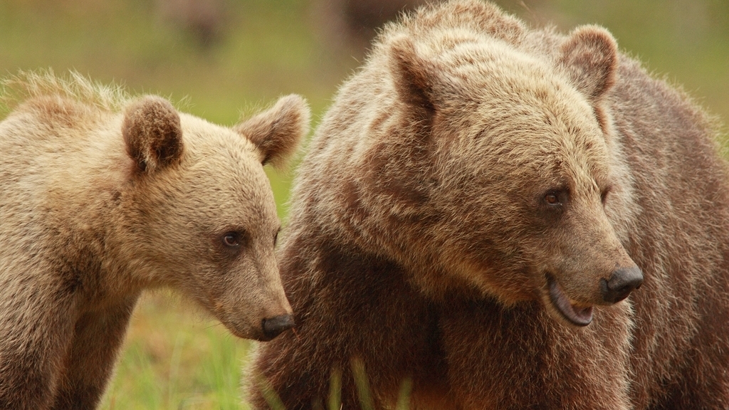 Mother Bears Are Staying With Their Cubs Longer, Study Finds – WABE