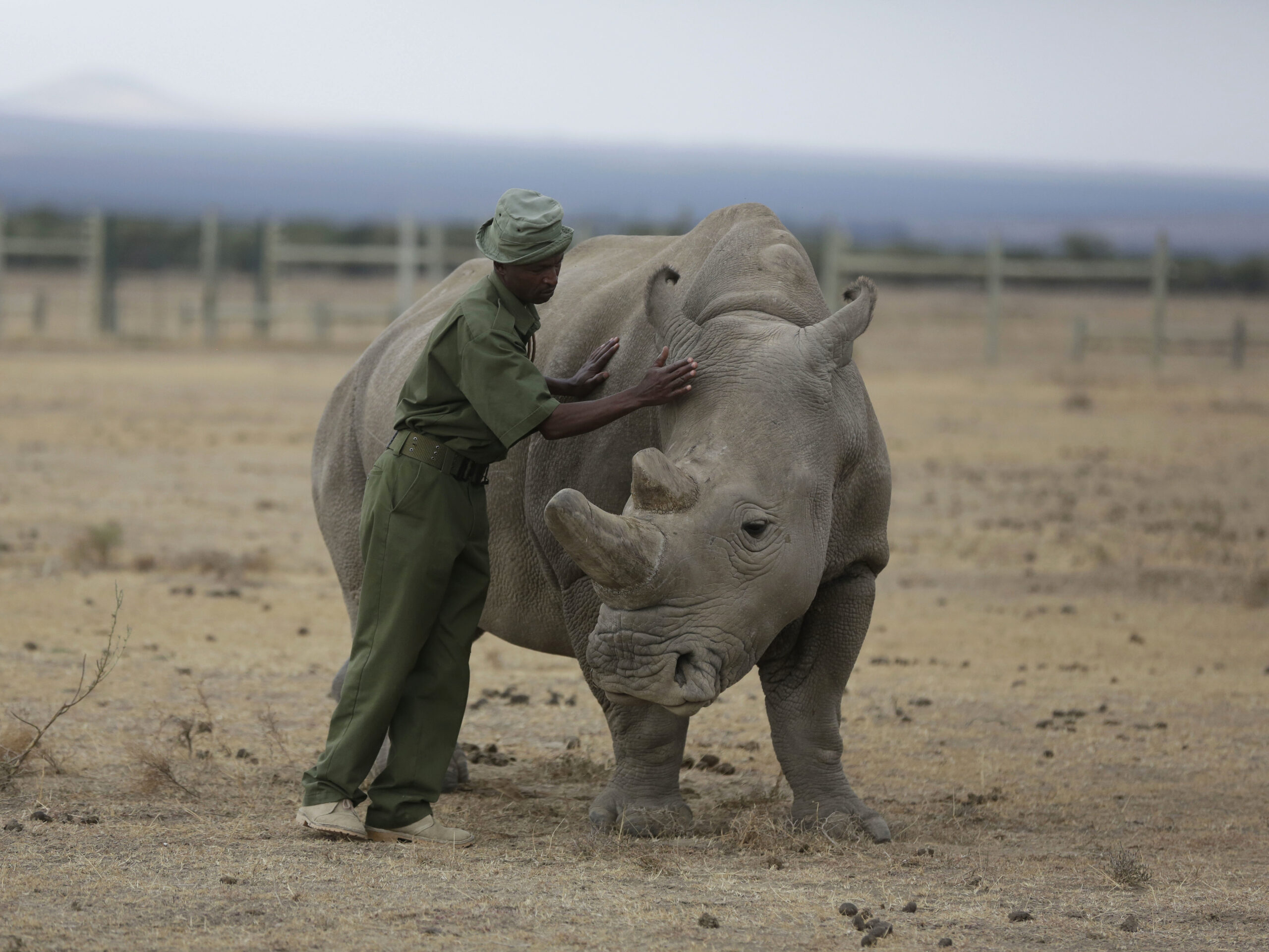 Scientists Hope Lab-Grown Embryos Can Save Rhino Species From ...