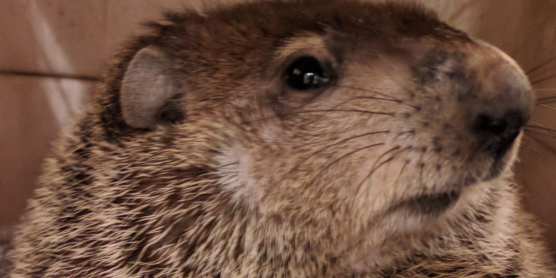 Closed Georgia Zoo Gets Second Chance As Animal Sanctuary – WABE