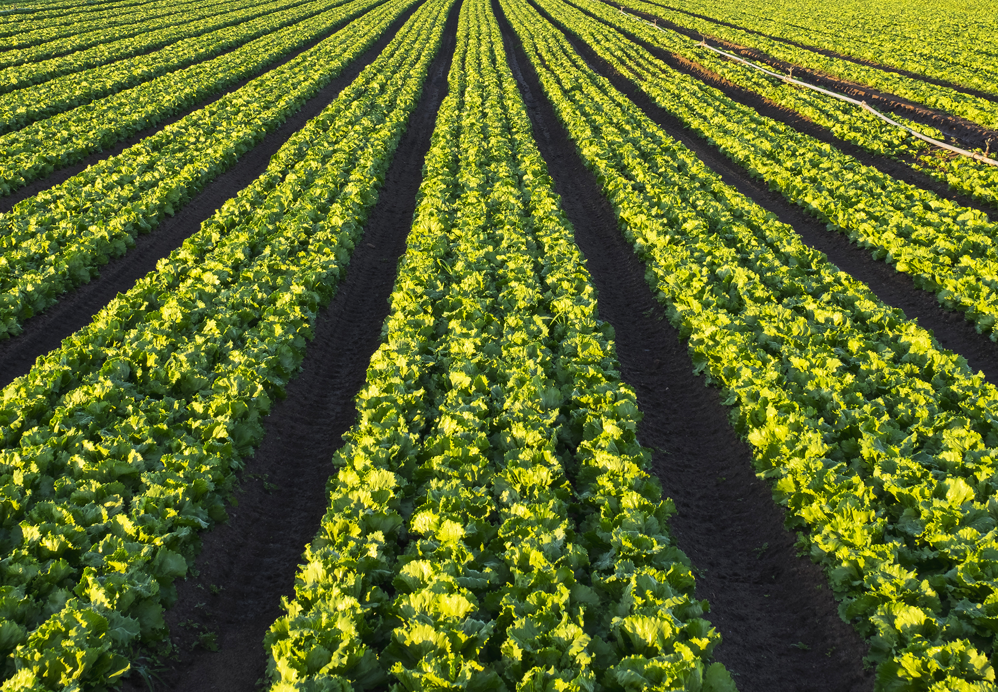 What Sparked An E. Coli Outbreak In Lettuce? Scientists Trace A ...