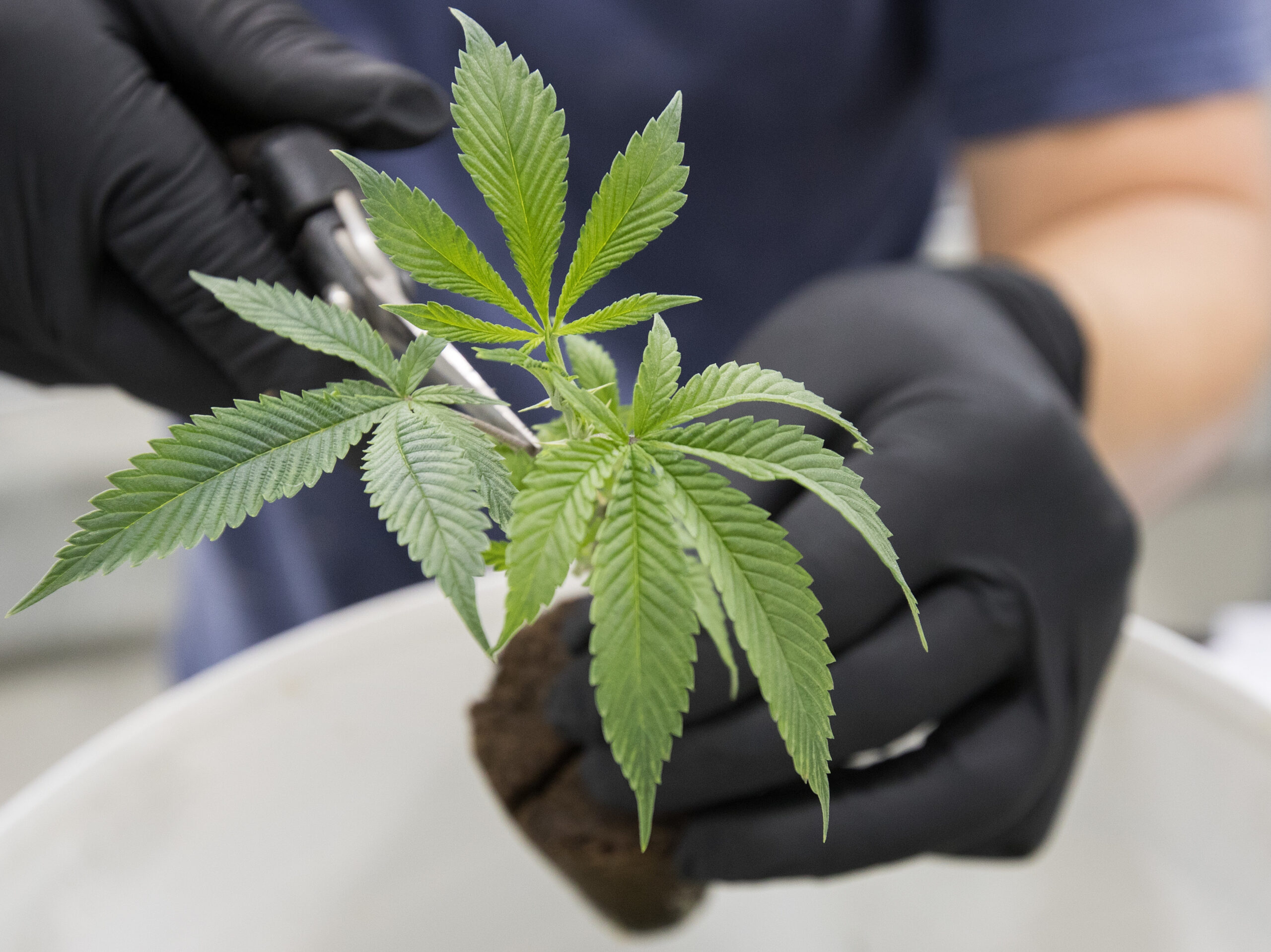 It’s Legal. In Canada, Recreational Marijuana Gets Green Light – WABE