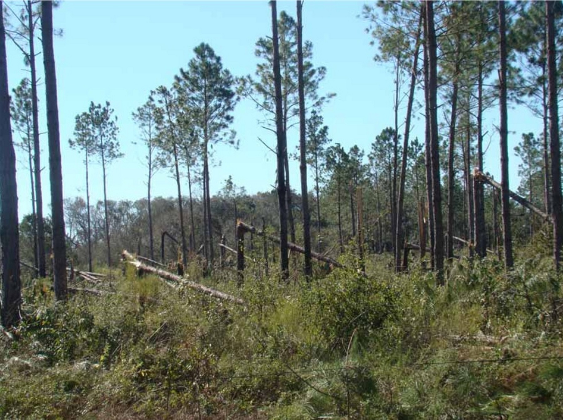 In One Week, Georgia’s Timber Damage Estimate More Than Doubles To ...