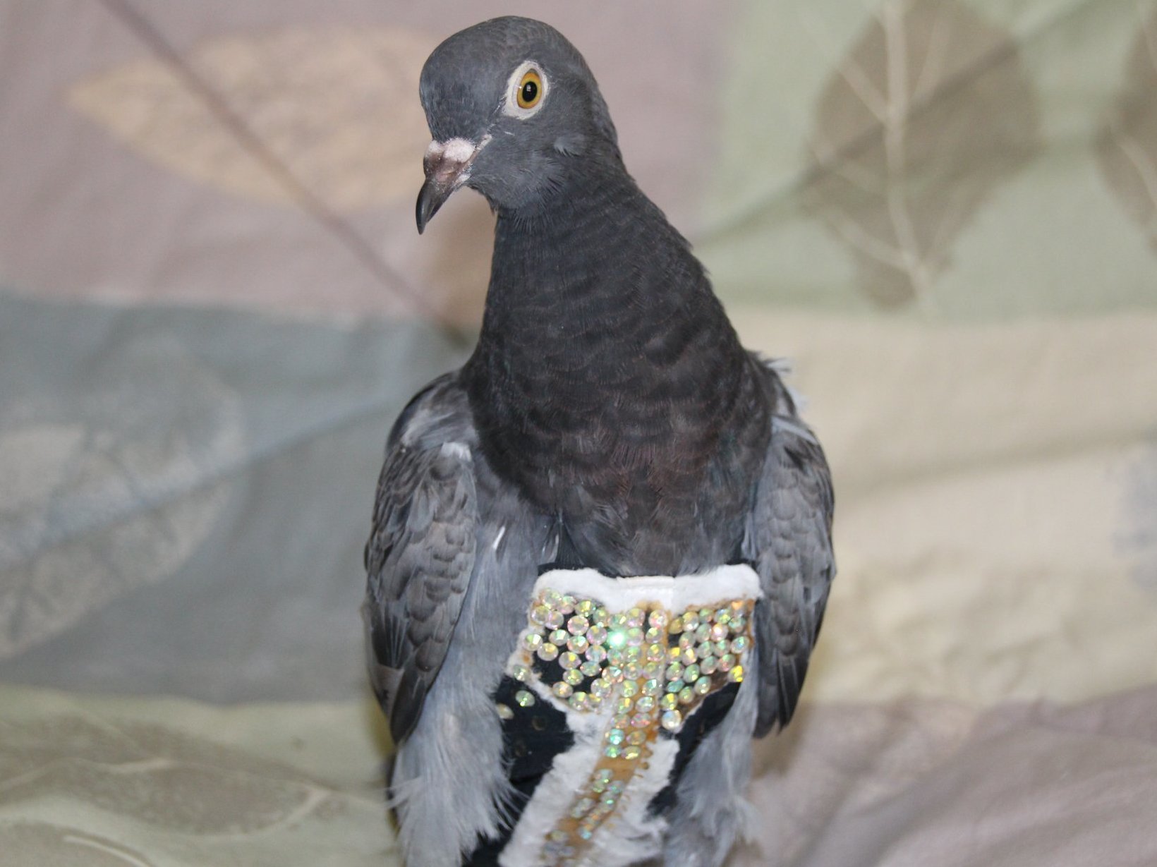 Rhinestone Vest-Wearing Pigeon Reunited With Family – WABE