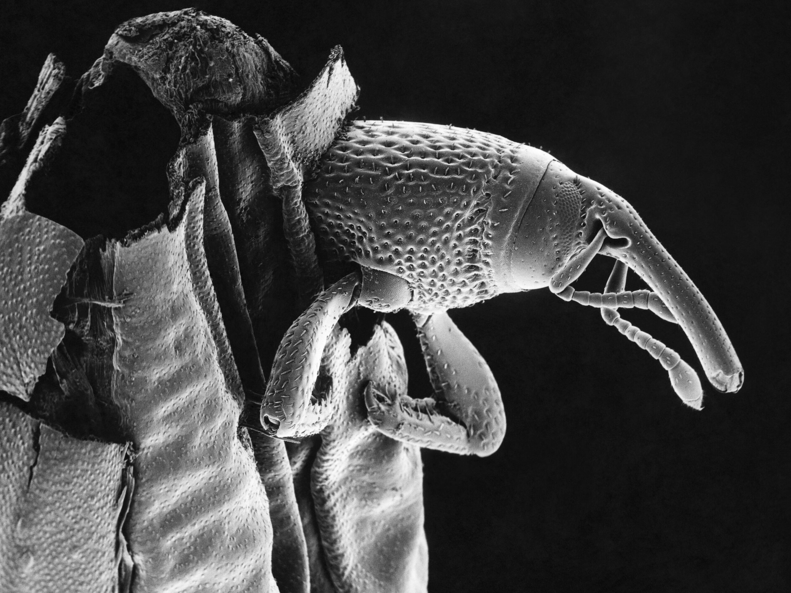 Meet The Granary Weevil, The Pantry Monster Of Our Own Creation – WABE