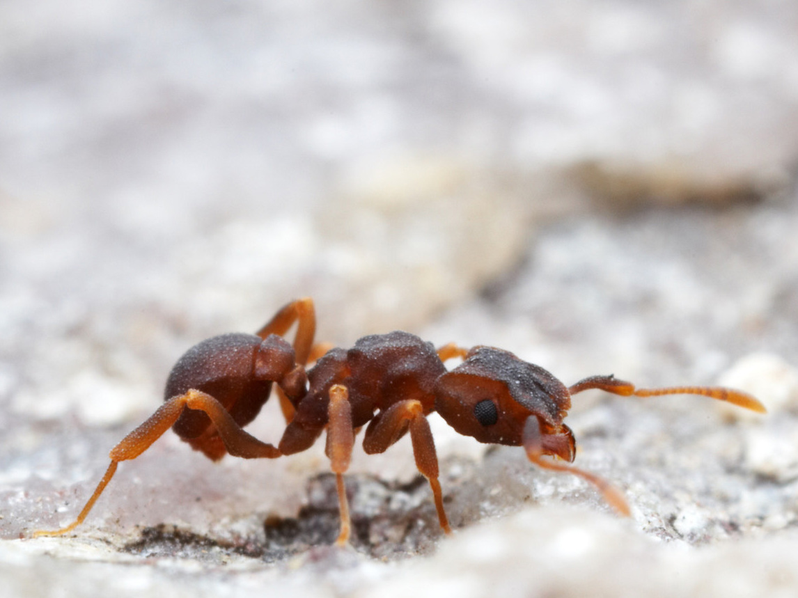 Bugs Vs. Superbugs: Insects Offer Promise In Fight Against Antibiotic ...