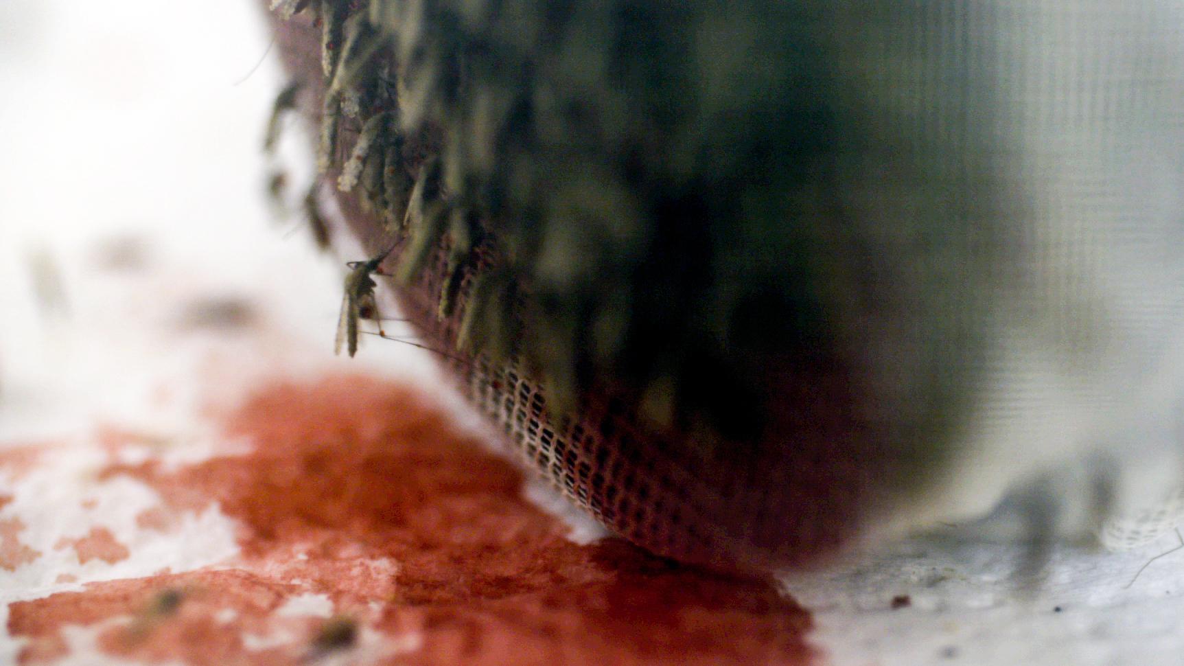 Scientists Release Controversial Genetically Modified Mosquitoes In ...