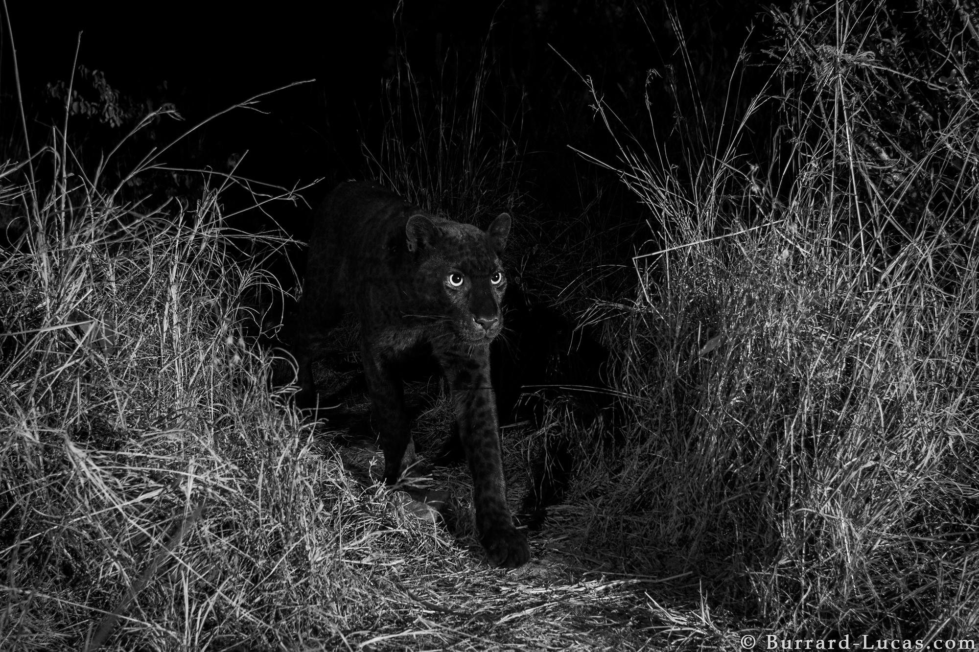 Rare, Elusive Black Leopard Caught On Camera In The Wild – WABE