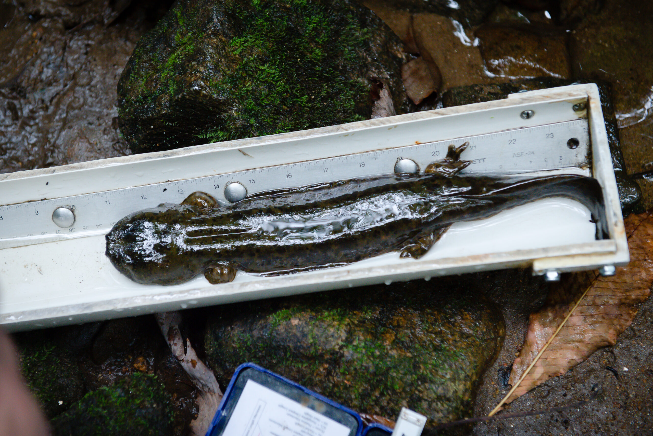 The Giant Salamanders Called Hellbenders Are — Mostly — Not Endangered ...