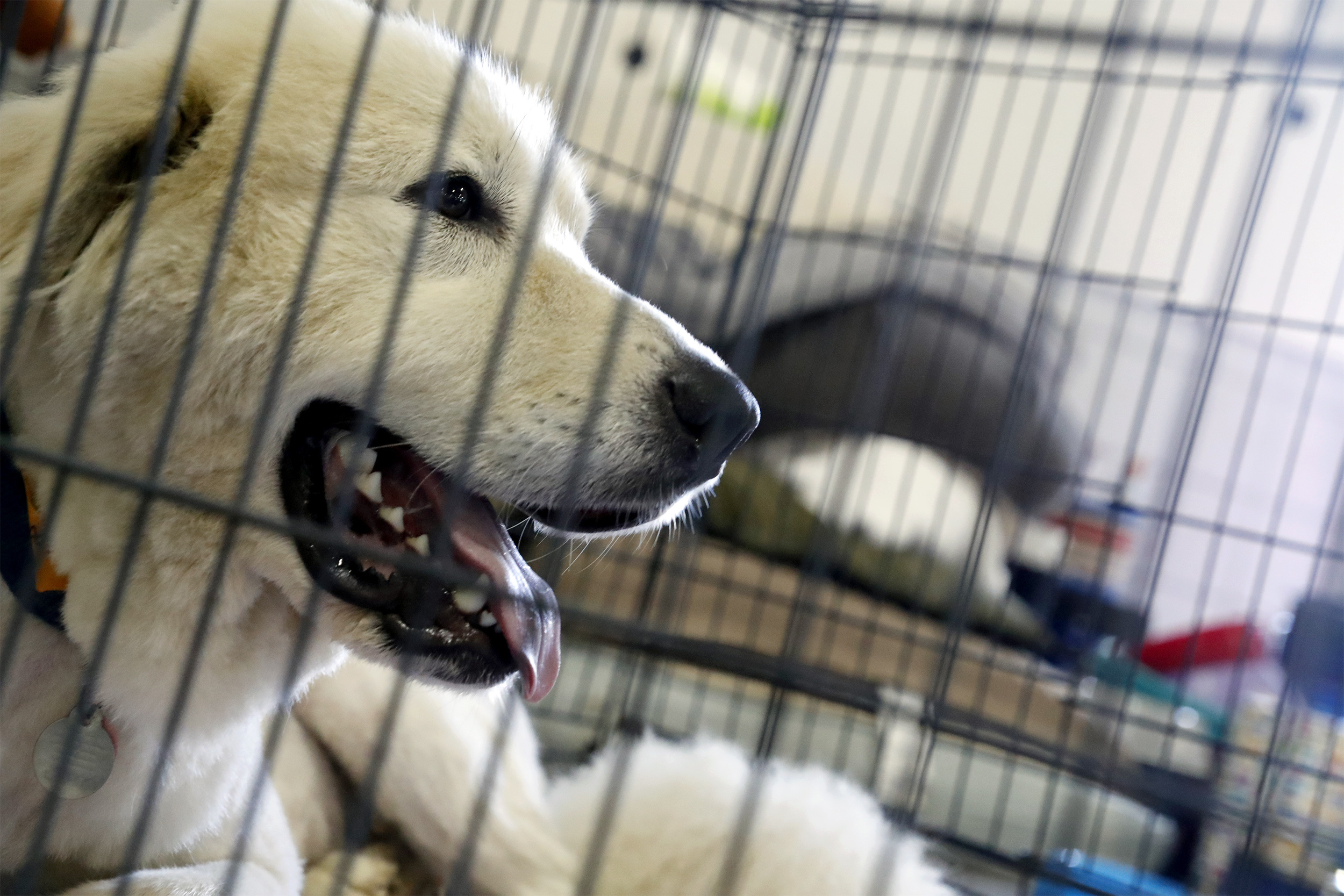 Fulton County Works Toward Getting A New Animal Shelter – WABE