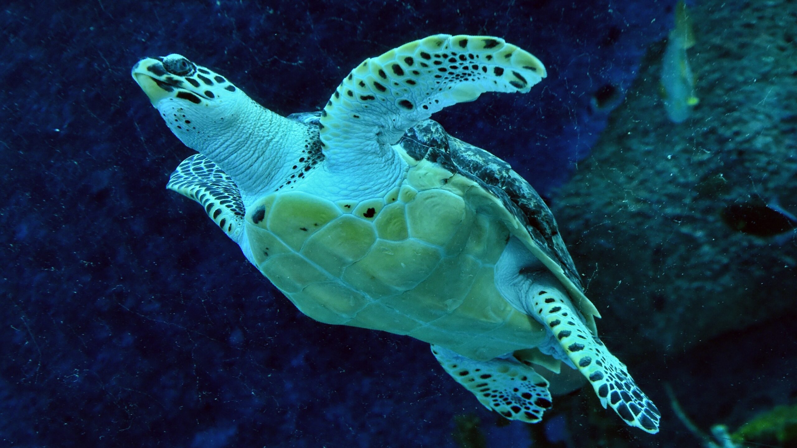 1 Million Animal And Plant Species Are At Risk Of Extinction, U.N ...