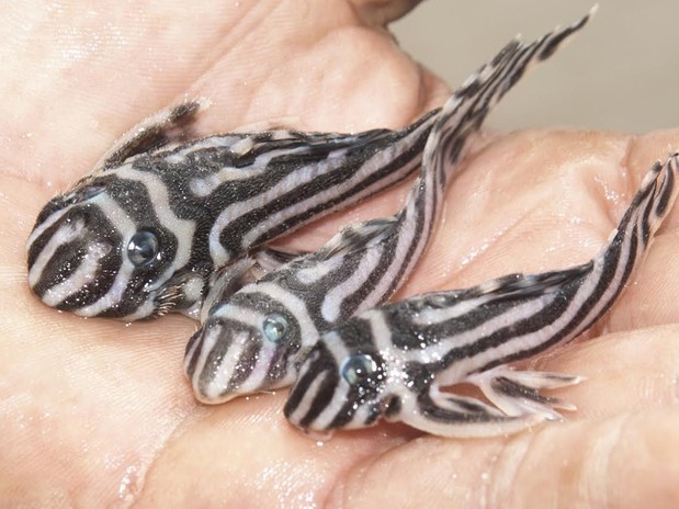 Worldwide Smuggling Crackdown Rescues Endangered Wildlife – WABE