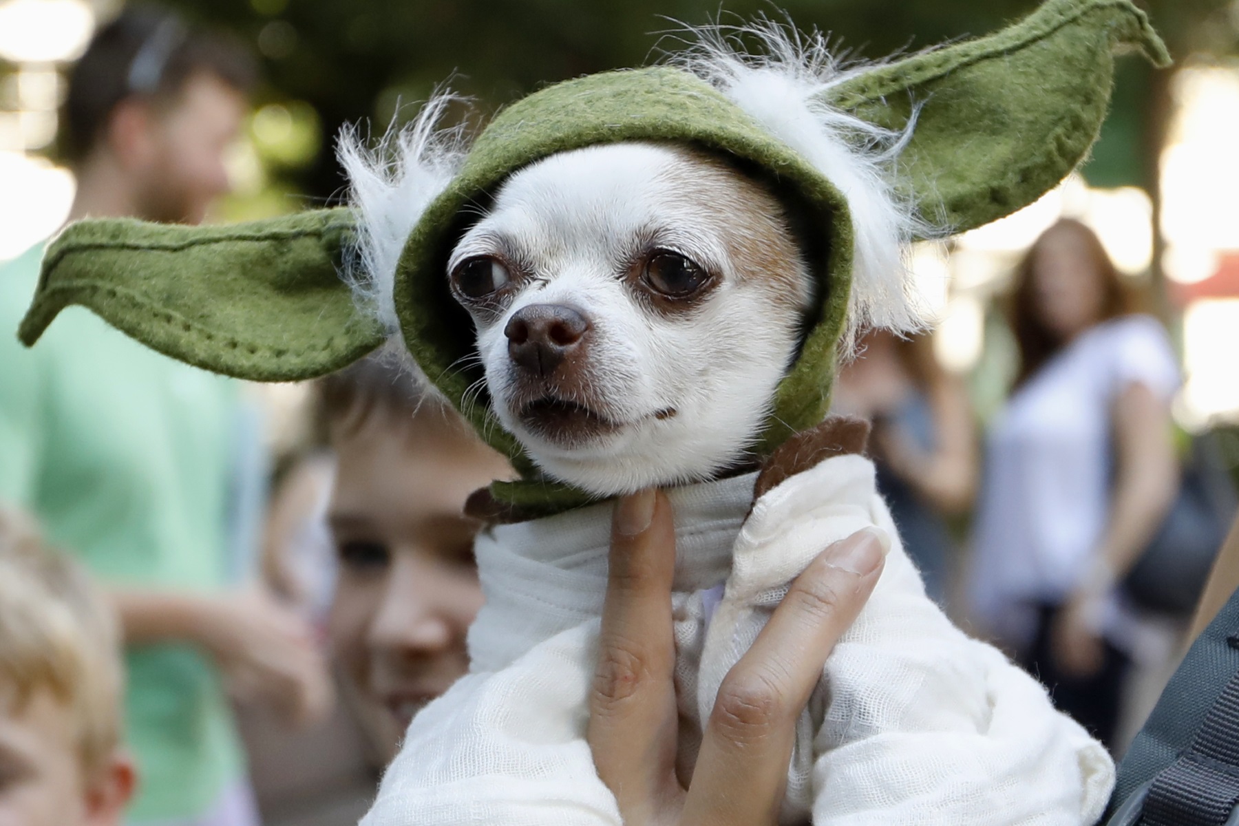 Doggy Con: Event Featuring Costumed Canines Kicks Off Dragon Con Season ...