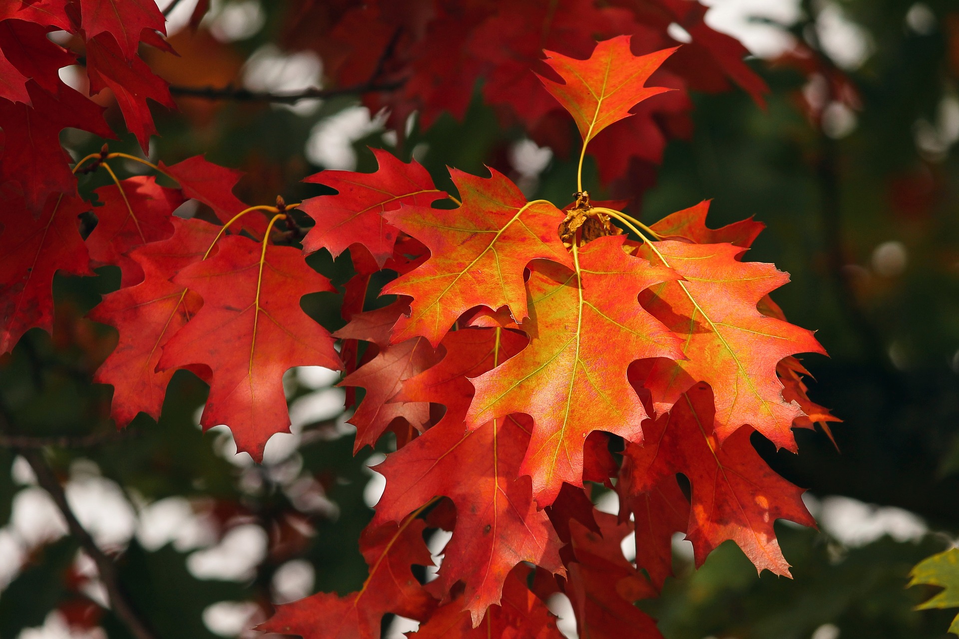 Enjoying Fall Scenery In Georgia Comes With A Warning As Drought ...