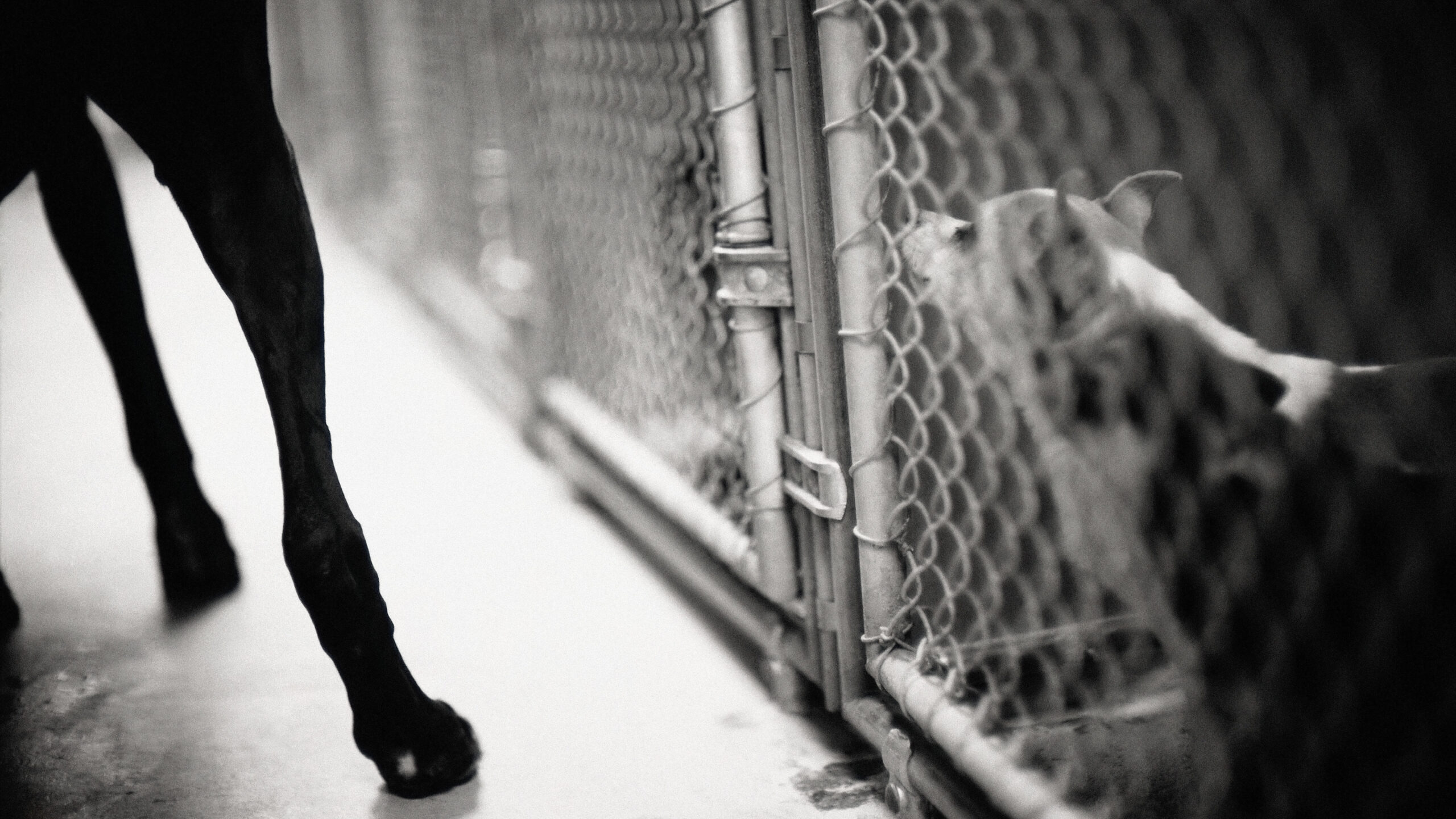 Trump Is Expected To Sign Bill Making Animal Cruelty A Federal Crime – WABE